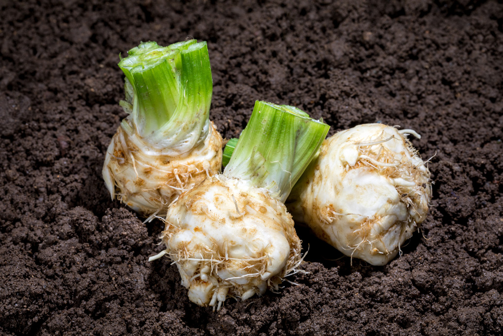 Céleri rave - Eric ROY maraîcher