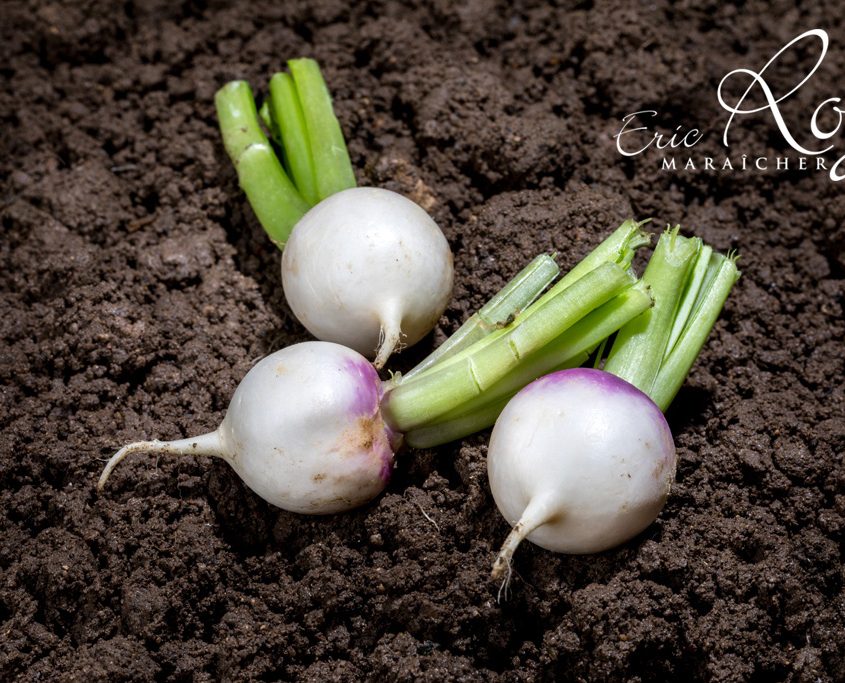 Navet - Eric ROY maraîcher